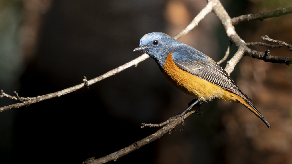 Blue-fronted Redstart from 中国云南省保山市腾冲市 on January 20, 2026 at 10:02 AM ...