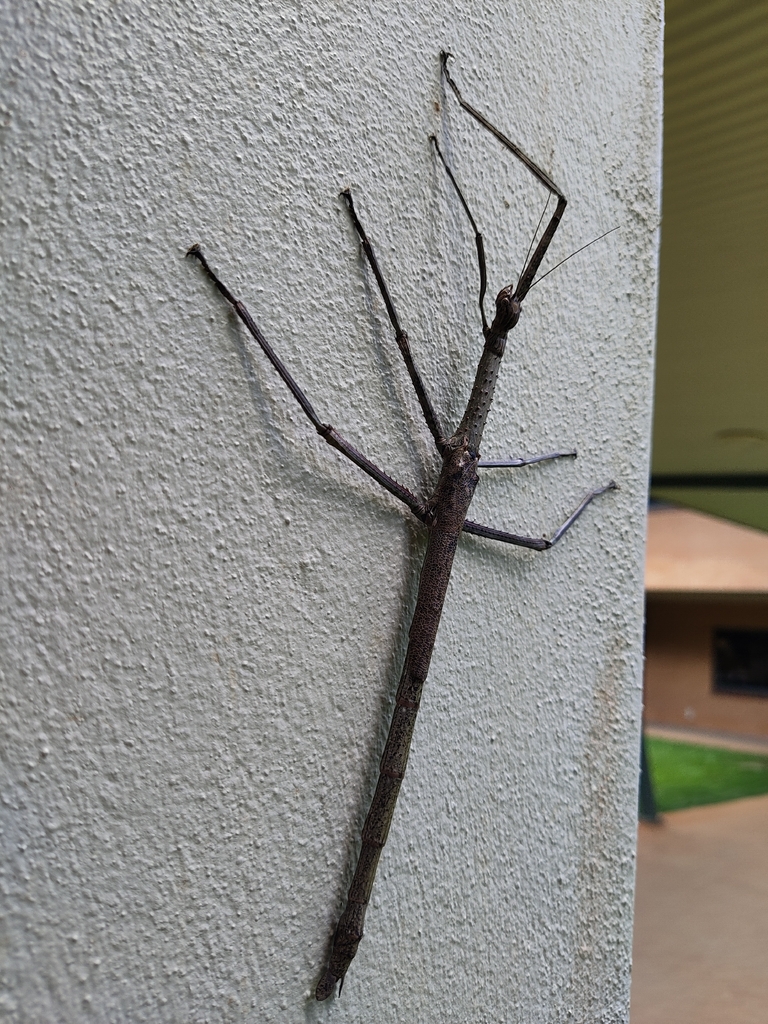 Strong Stick Insect from A20, Smithfield QLD 4878, Australia on ...