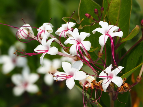 Scrambling Clerodendrum (Volkameria inermis) · iNaturalist