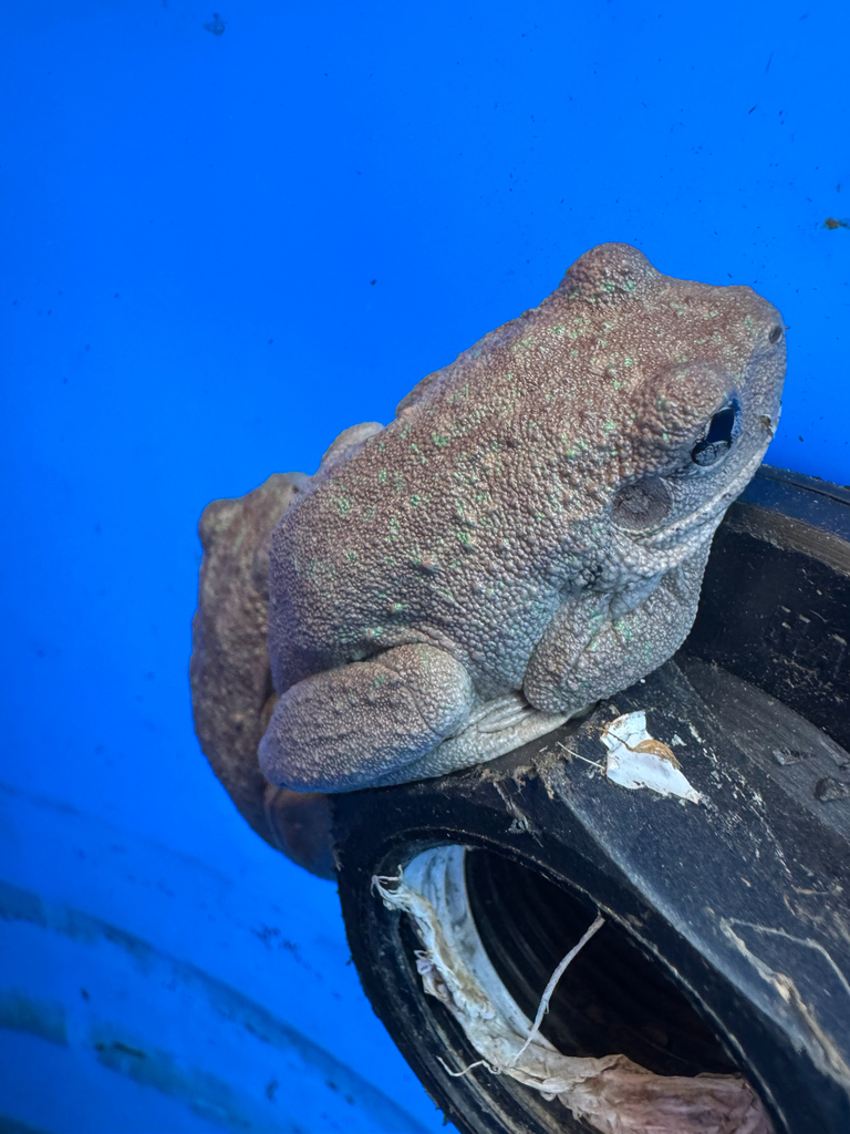 Peron's Tree Frog from Salters Rush Rd, St Andrews, VIC, AU on February ...