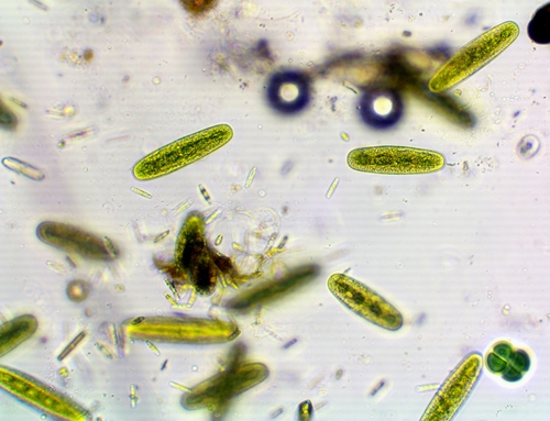 Netrium oblongum · iNaturalist