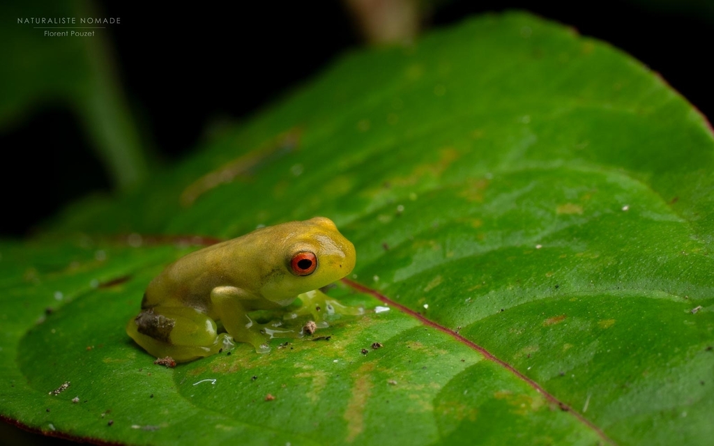 Kalakad Gliding Frog in February 2026 by Florent Pouzet · iNaturalist