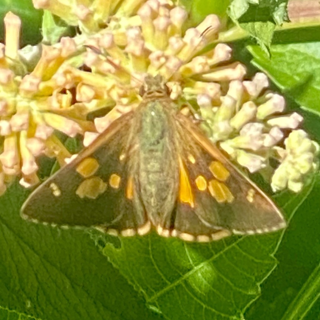 Flame Sedge-skipper from Gibbs Access, Trentham East, VIC, AU on ...