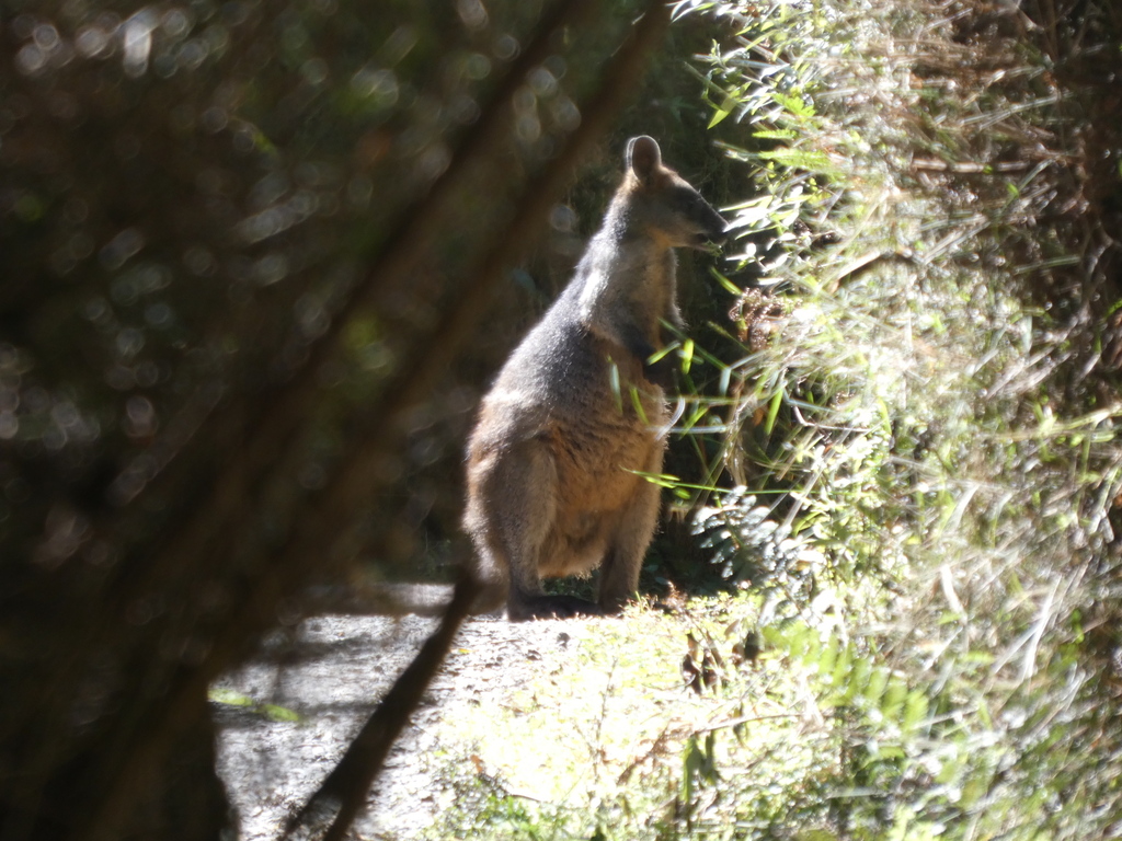 Swamp Wallaby from Balook VIC 3971, Australia on February 2, 2026 at 10 ...