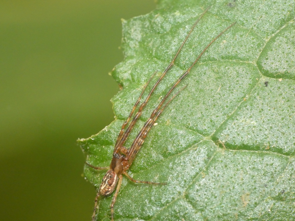 Long-jawed Orbweavers from Balook VIC 3971, Australia on February 2 ...
