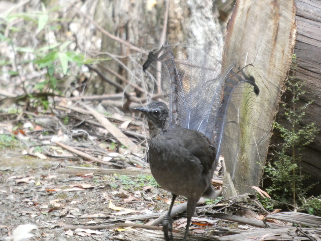 Superb Lyrebird from Balook VIC 3971, Australia on February 2, 2026 at ...