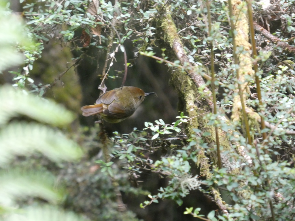 Large-billed Scrubwren from Balook VIC 3971, Australia on February 2 ...