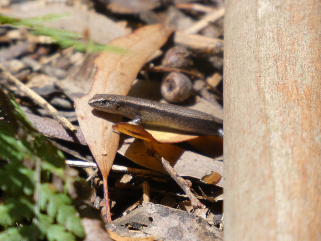 Pale-flecked Garden Sunskink from Balook VIC 3971, Australia on ...