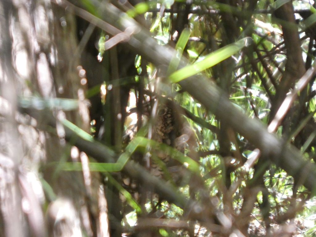 Bassian Thrush from Balook VIC 3971, Australia on February 2, 2026 at ...
