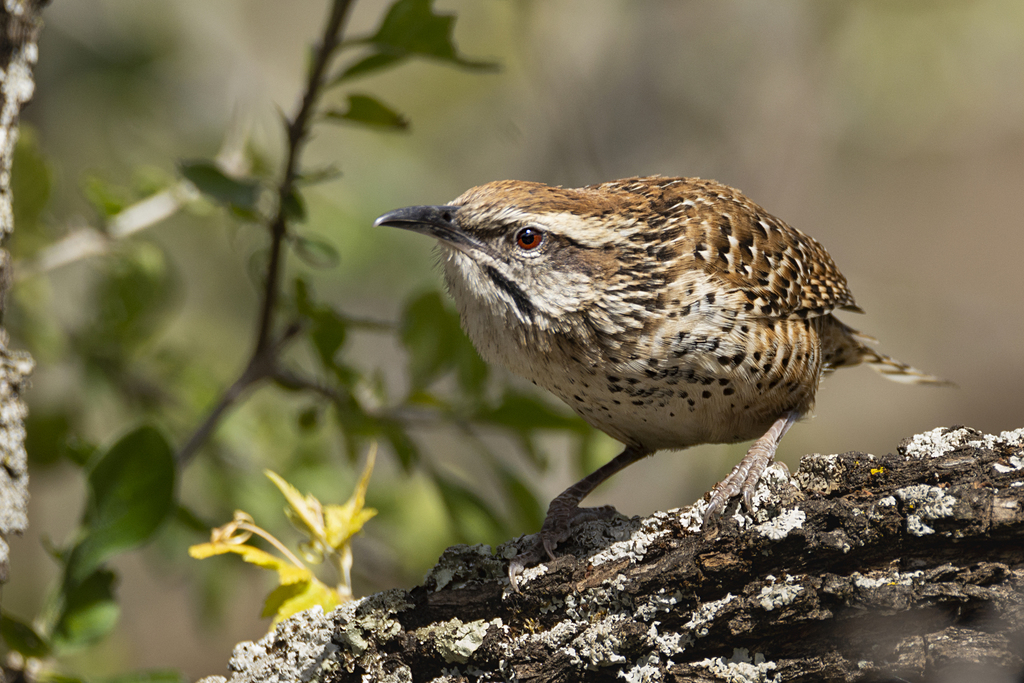 Spotted Wren from Tangancícuaro, Mich., México on February 6, 2020 at ...