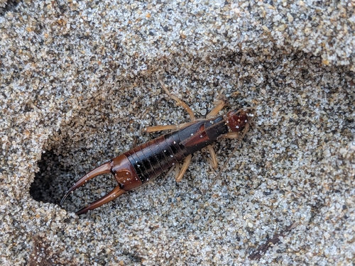 tofuinsect's Identifications · iNaturalist