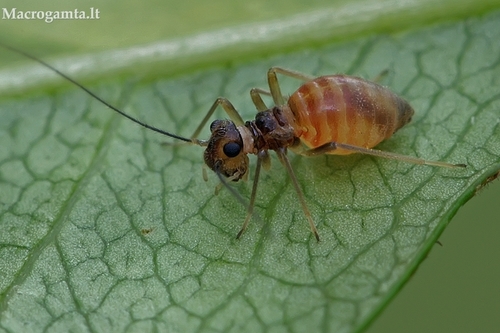 Valenzuela gynapterus · iNaturalist
