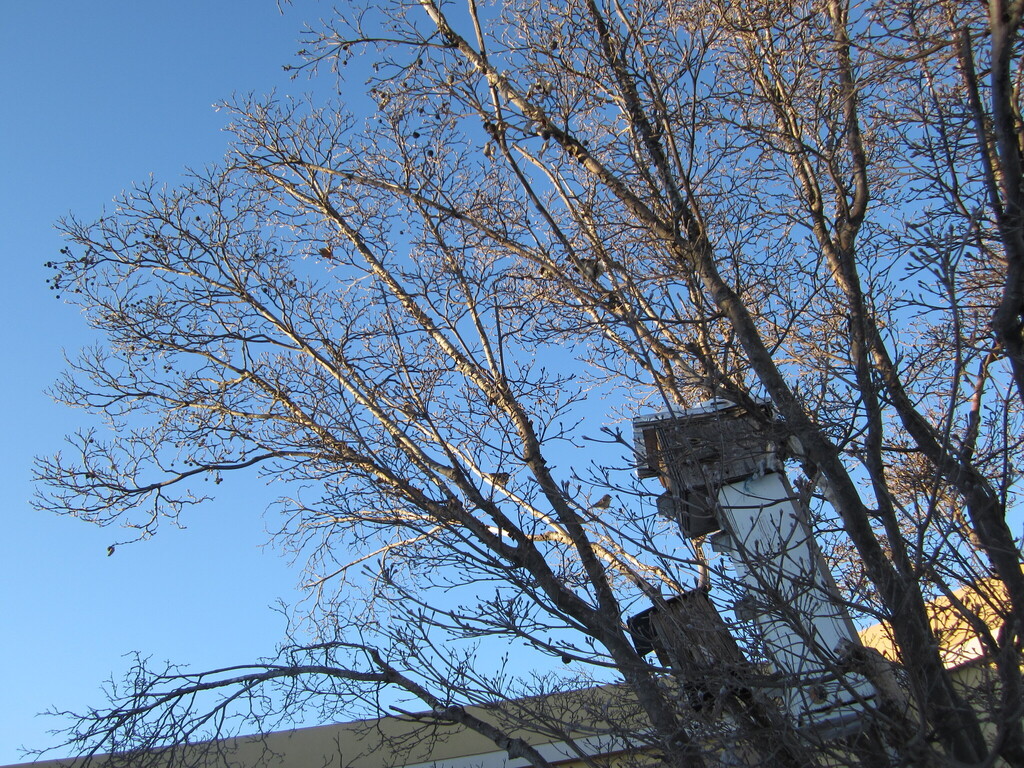 House Sparrow from Asheville, Carolina del Norte, EE. UU. on February 1 ...
