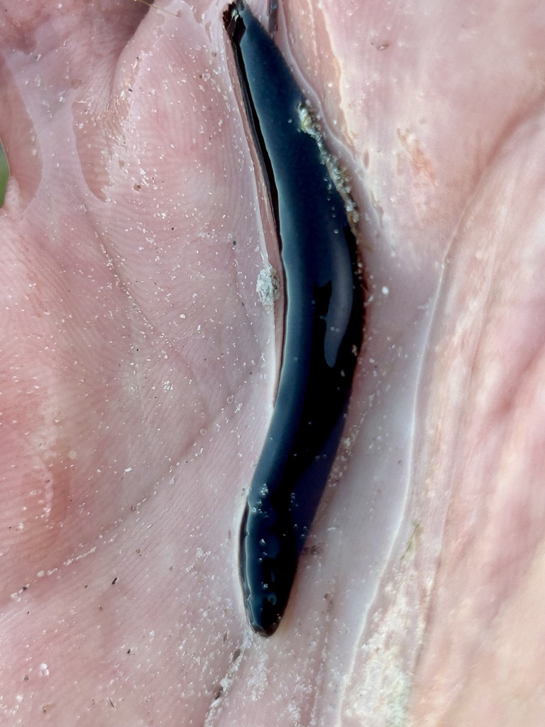 Ophiclinus from Waterloo Bay, Elliston, AU on February 2, 2026 at 07:55 ...