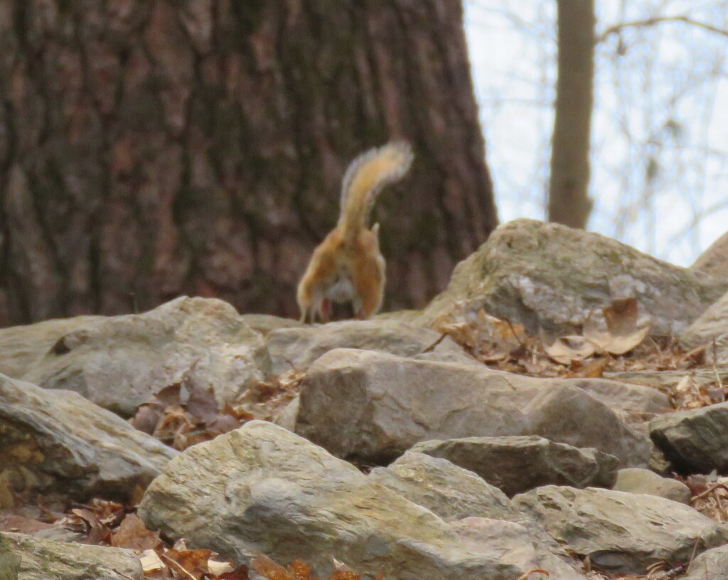 American Red Squirrel from Indian Brook Reservoir, Essex, VT 05452, USA ...