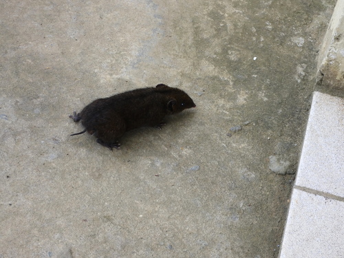 Bornean Short-tailed Gymnure (Hylomys dorsalis) · iNaturalist