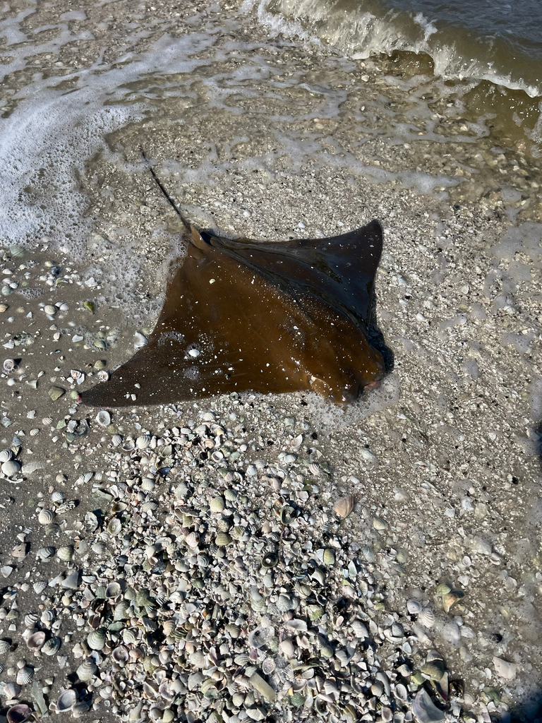 Cownose Rays in February 2026 by Joel Likes To Photo · iNaturalist