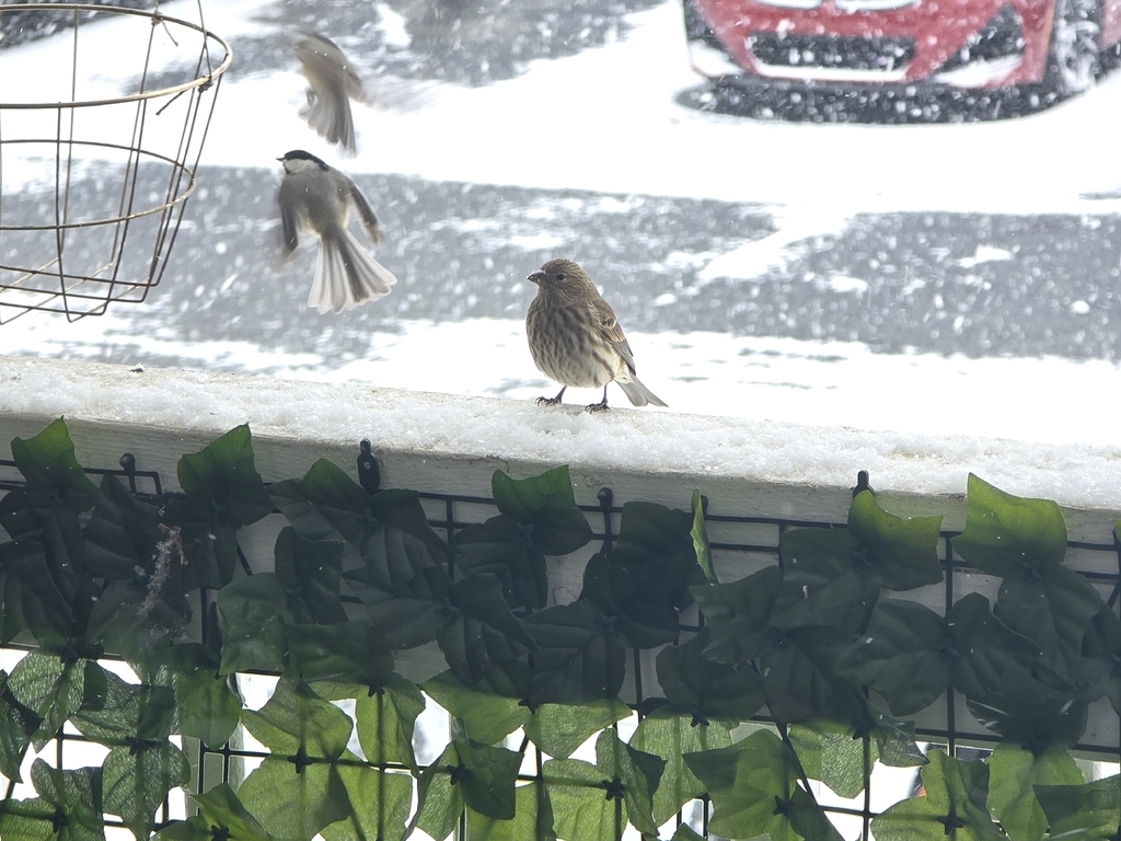 House Finch in January 2026 by Chase Harris · iNaturalist