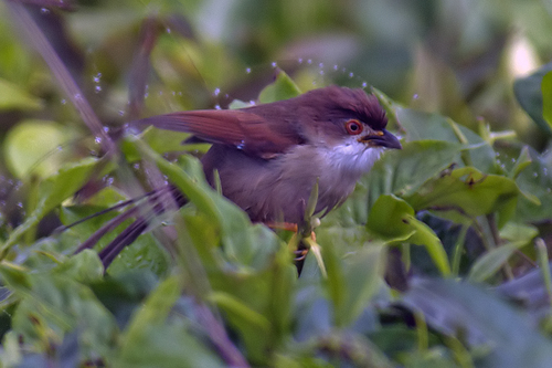Yellow-eyed Babblers and Allies (Genus Chrysomma) · iNaturalist United ...
