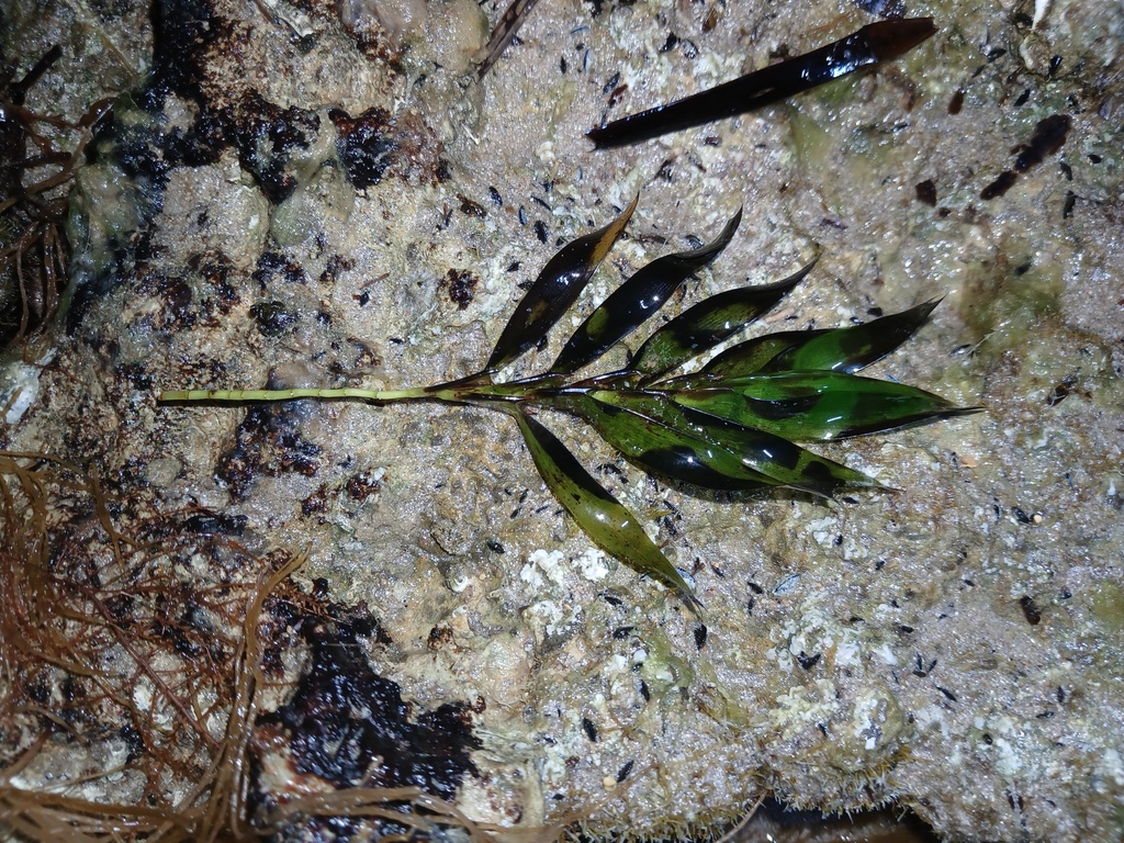 Sea Nymph from Onkaparinga - South Coast, South Australia, Australia on ...