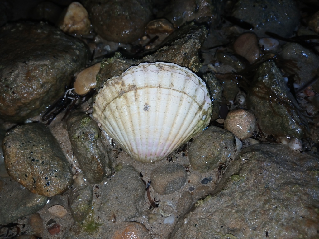 Commercial Scallop from Seaford SA 5169, Australia on February 3, 2026 ...