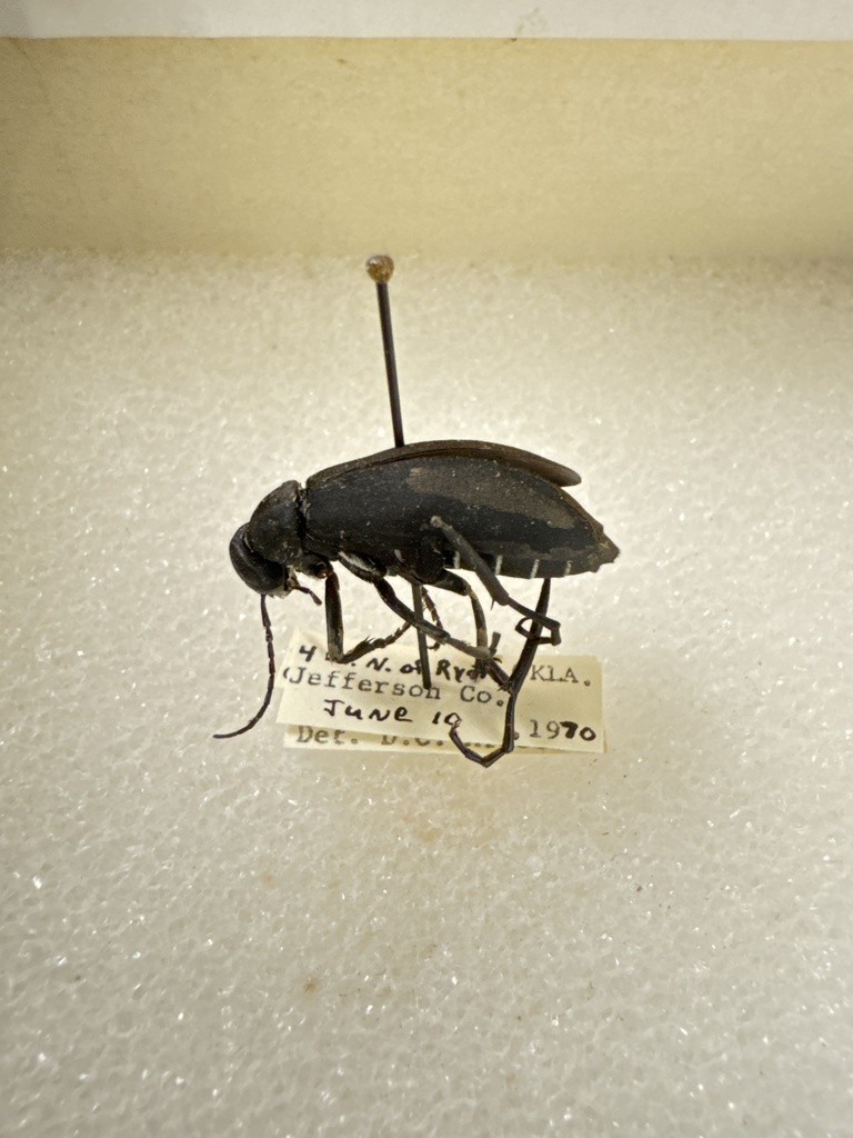 Epicauta valida from Ryan, OK, US on June 10, 1970 at 02:49 PM by ...