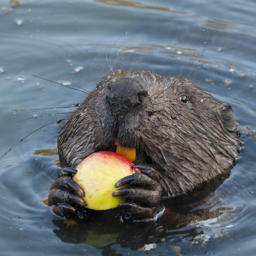 Eurasian Beaver (Castor fiber) - Know Your Mammals