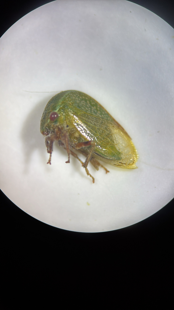 Stictocephala from deluca preserve on October 17, 2025 by Joshua Siu ...