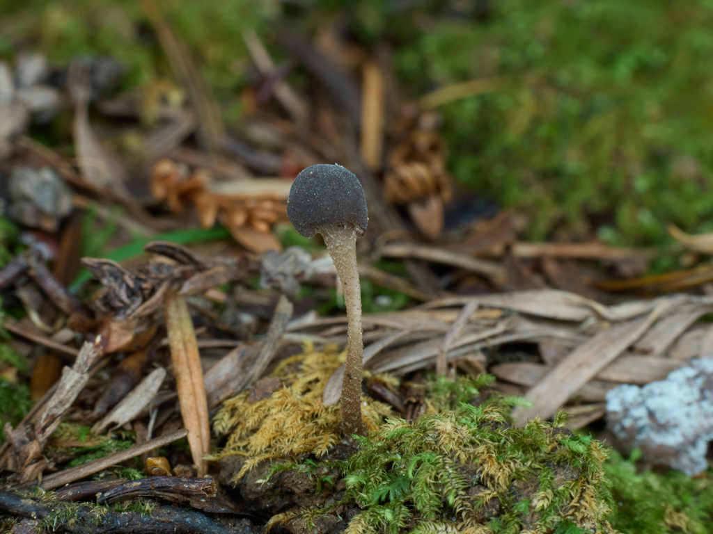 Sarcoleotia in January 2026 by Justin Paulin. In the habitat shots, the ...