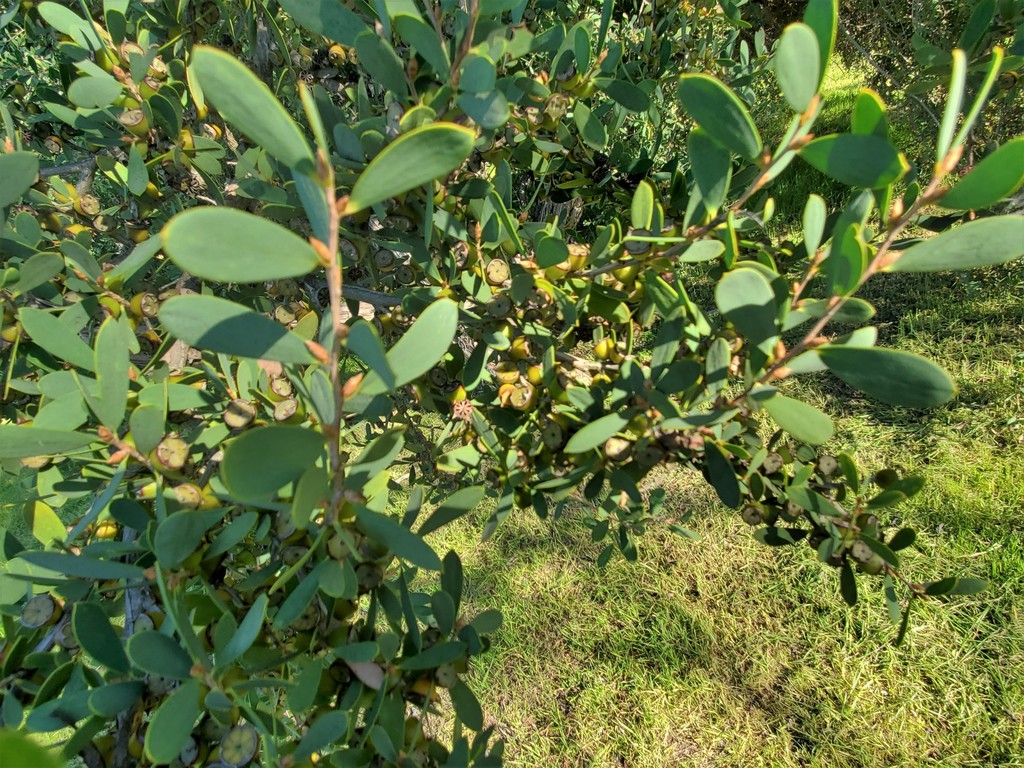 Australian Tea Tree from Seaside, CA, USA on February 1, 2020 at 02:20 ...