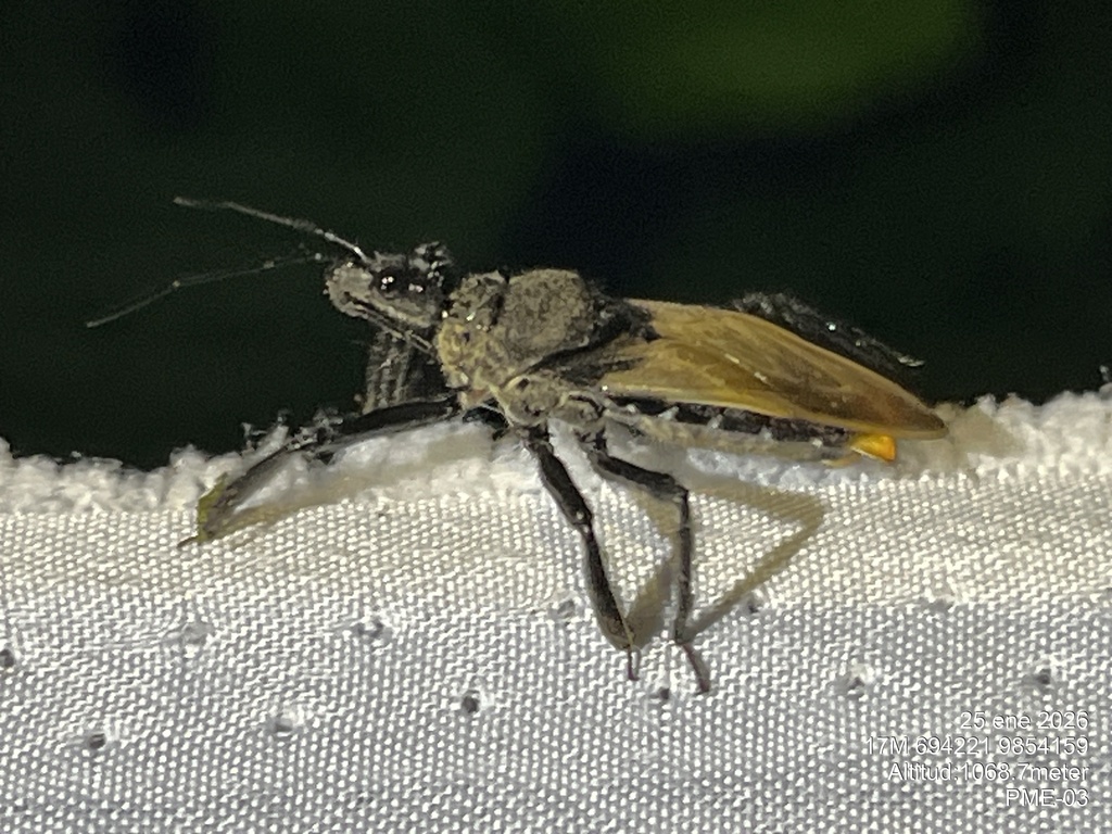 Bee Assassins from Las Naves, Bolívar, EC on January 25, 2026 at 07:57 ...