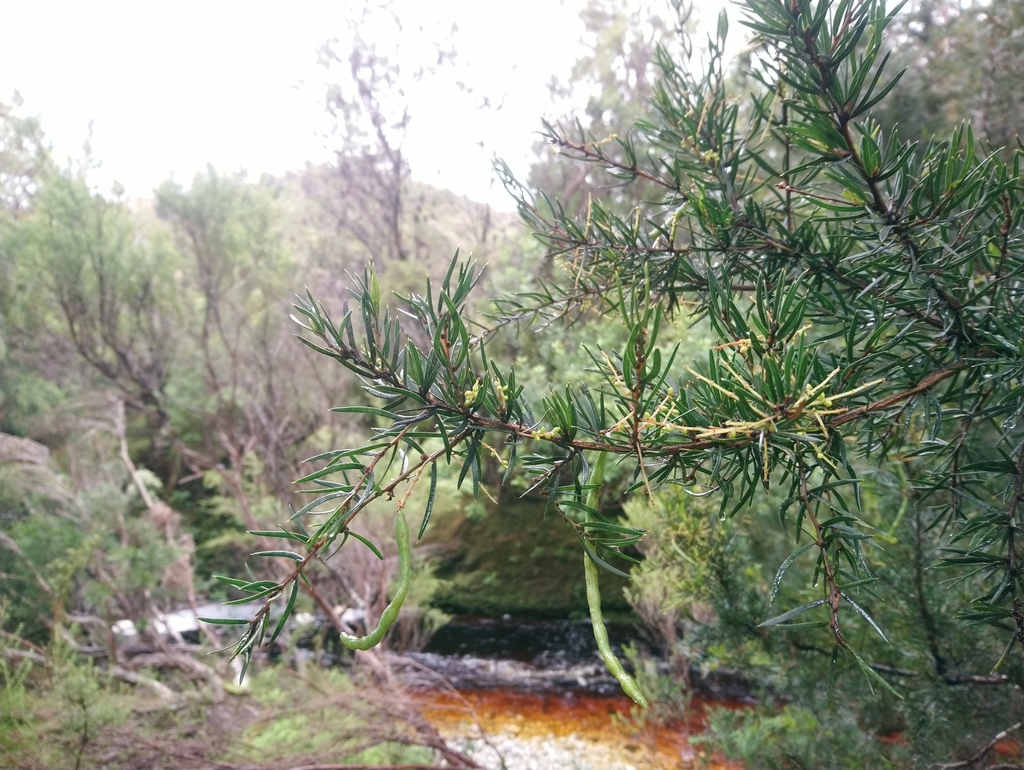 Rice's Wattle (Acacia riceana) - Botanical Realm