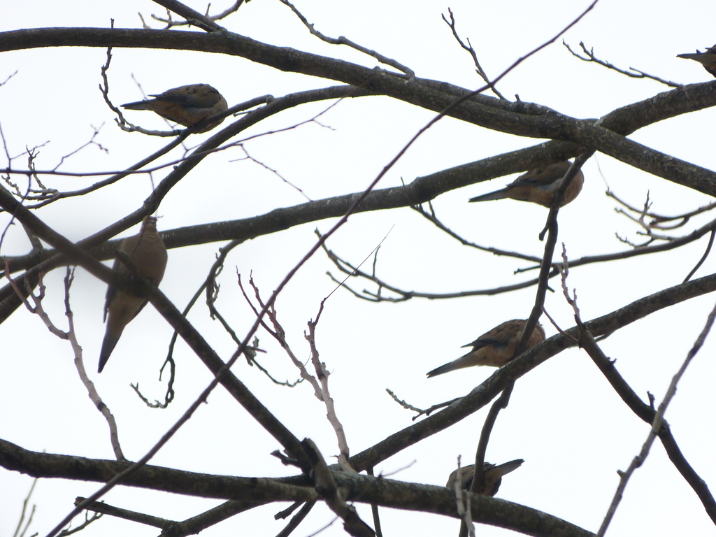 Mourning Dove from Roslindale Wetlands Urban Wild Park on January 7 ...