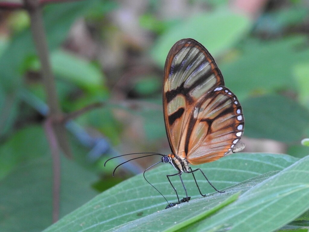 Athesis clearista from San Antonio del Tequendama, Cundinamarca ...