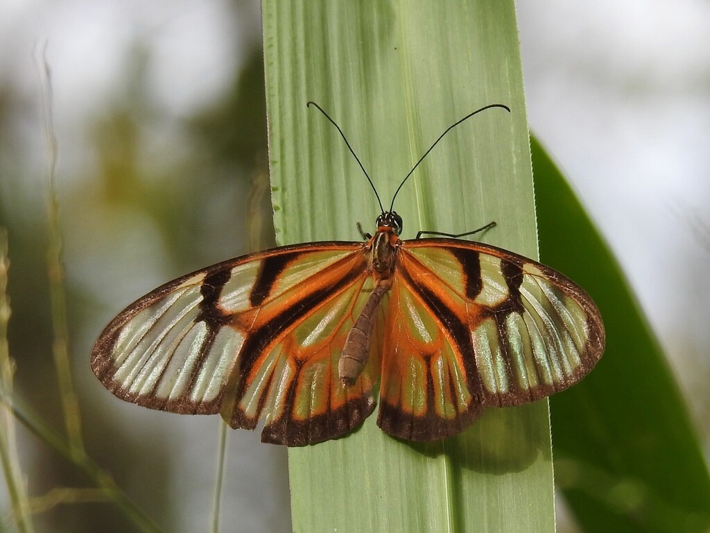 Athesis clearista from San Antonio del Tequendama, Cundinamarca ...