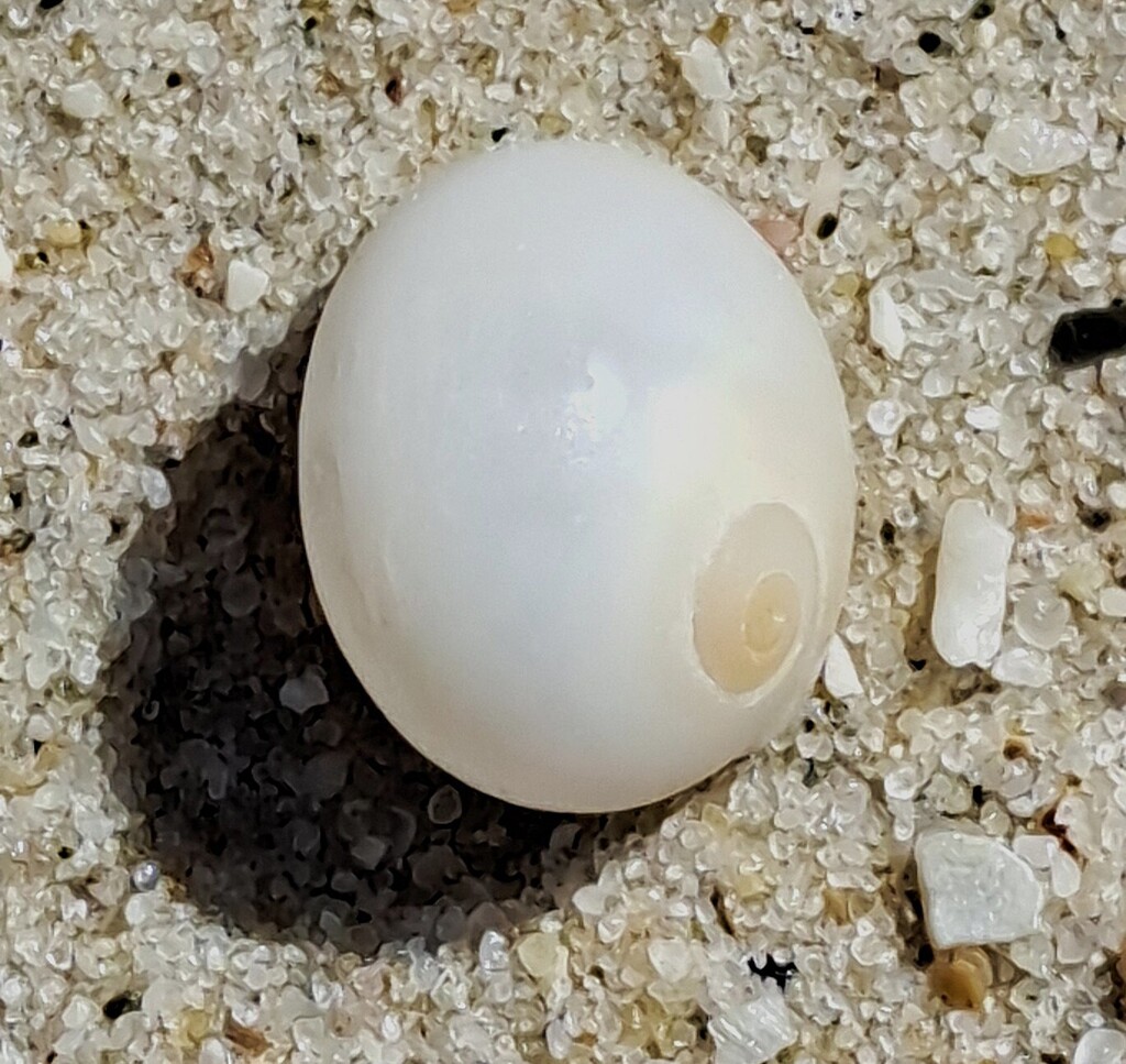 Bladder Moon Snail from Sydney NSW, Australia on February 2, 2026 at 03 ...