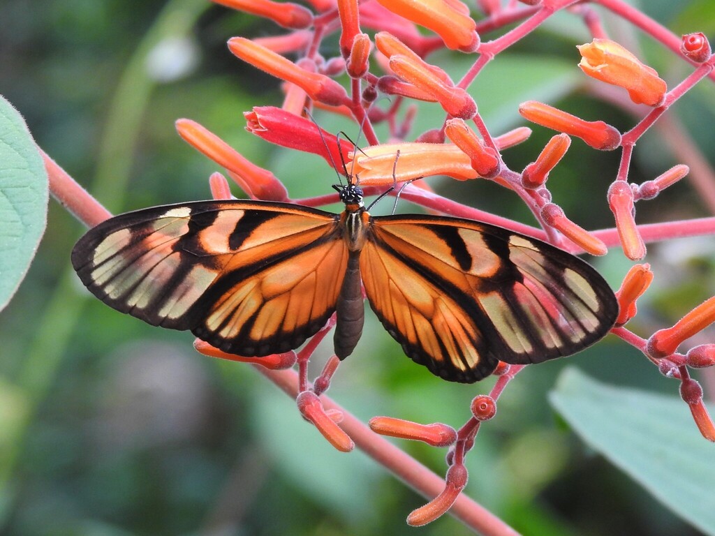 Athesis clearista from San Antonio del Tequendama, Cundinamarca ...