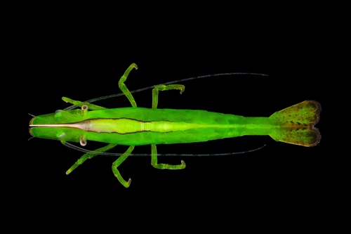 Smalleye Coastal Shrimp (Heptacarpus carinatus) · iNaturalist United ...
