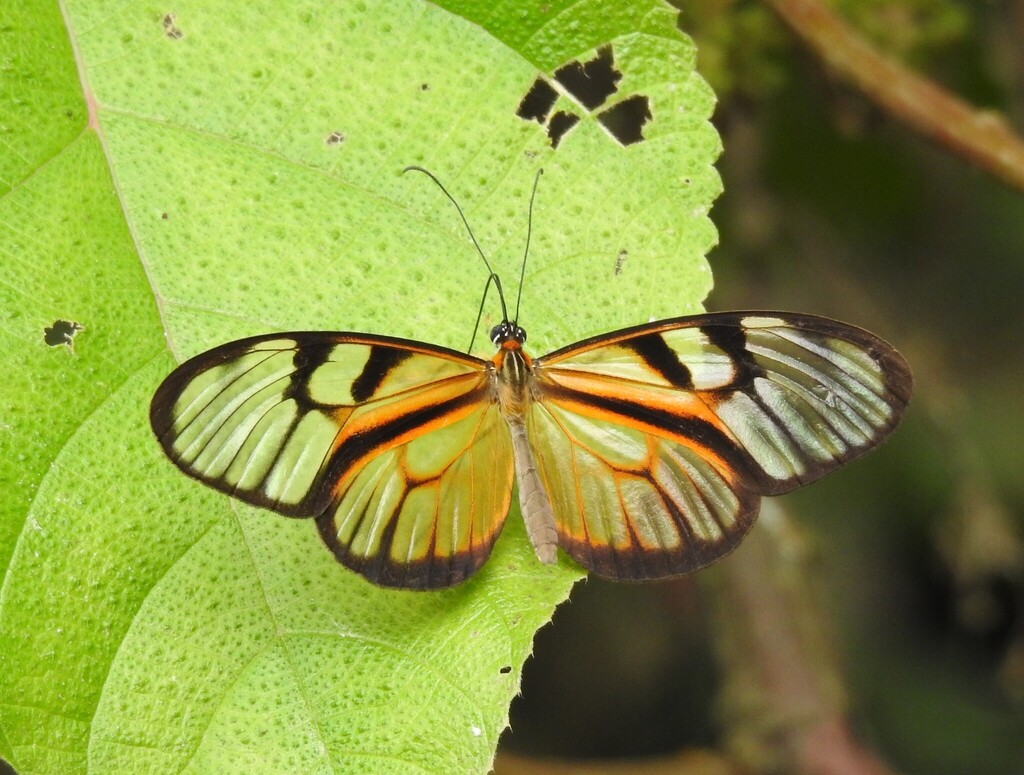 Athesis clearista from San Antonio del Tequendama, Cundinamarca ...
