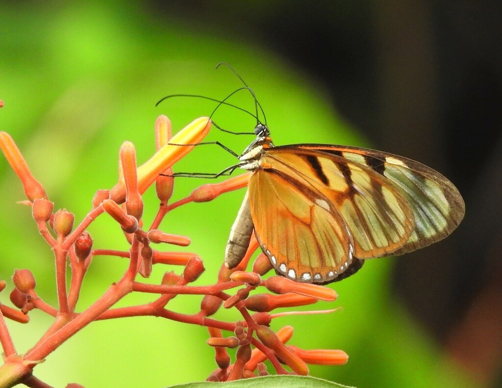 Athesis clearista from San Antonio del Tequendama, Cundinamarca ...