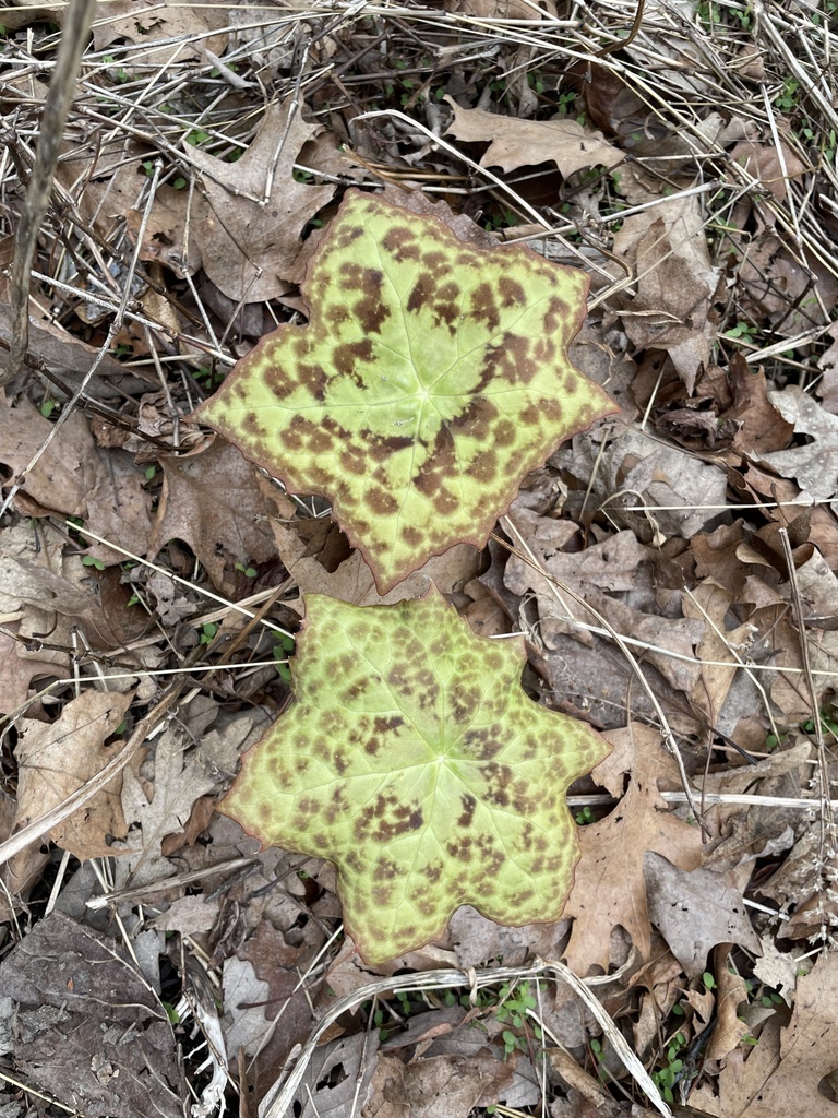 Podophylleae from Franconia Rec Center, Alexandria, VA, US on April 9 ...