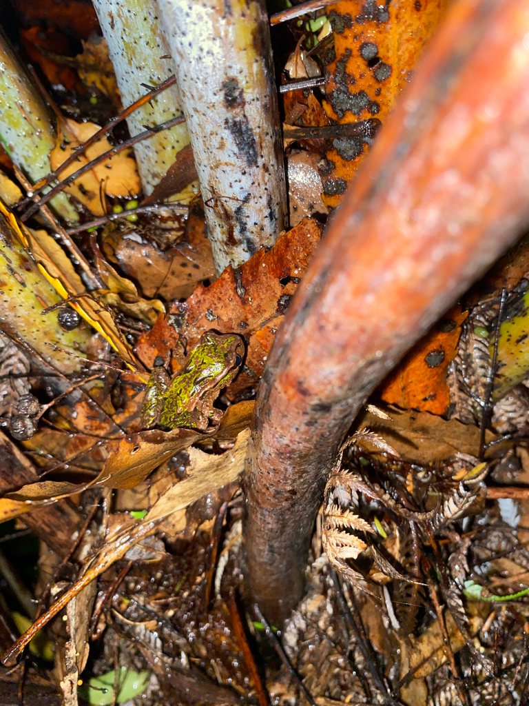 Archey's Frog in December 2025 by lukemccauley · iNaturalist