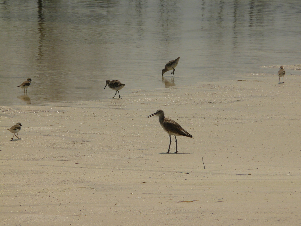 Short-billed Dowitcher from Florida, Pinellas, Anclote Key Preserve ...