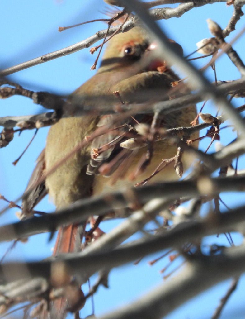 Northern Cardinal from Riderwood Village, Gracefield Road, Silver ...