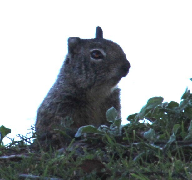 California Ground Squirrel from Mission Bay, San Diego, CA, USA on ...