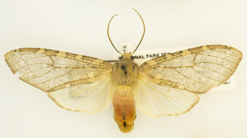 Hemihyalea labecula · iNaturalist