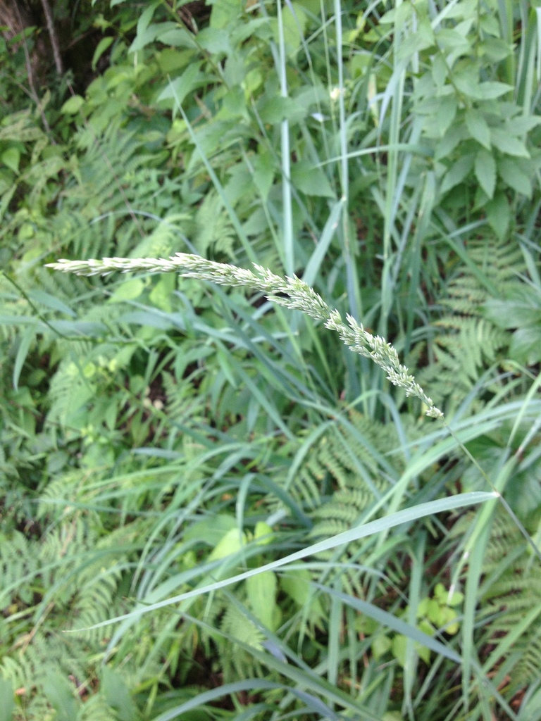 Bartley's Reed Grass from Logan, Arkansas, United States on June 25 ...