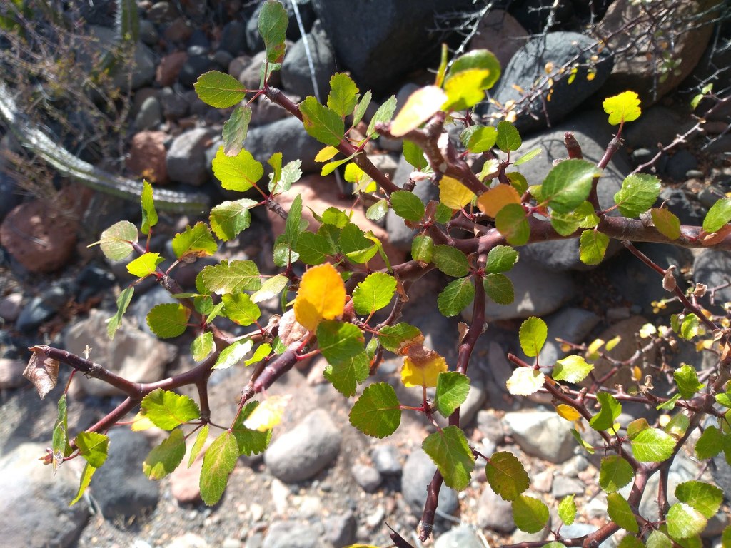 Red Elephant Tree from La Paz, B.C.S., México on April 29, 2019 at 11: ...