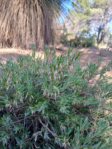 charlie56213's Identifications · iNaturalist