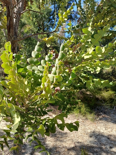 charlie56213's Identifications · iNaturalist